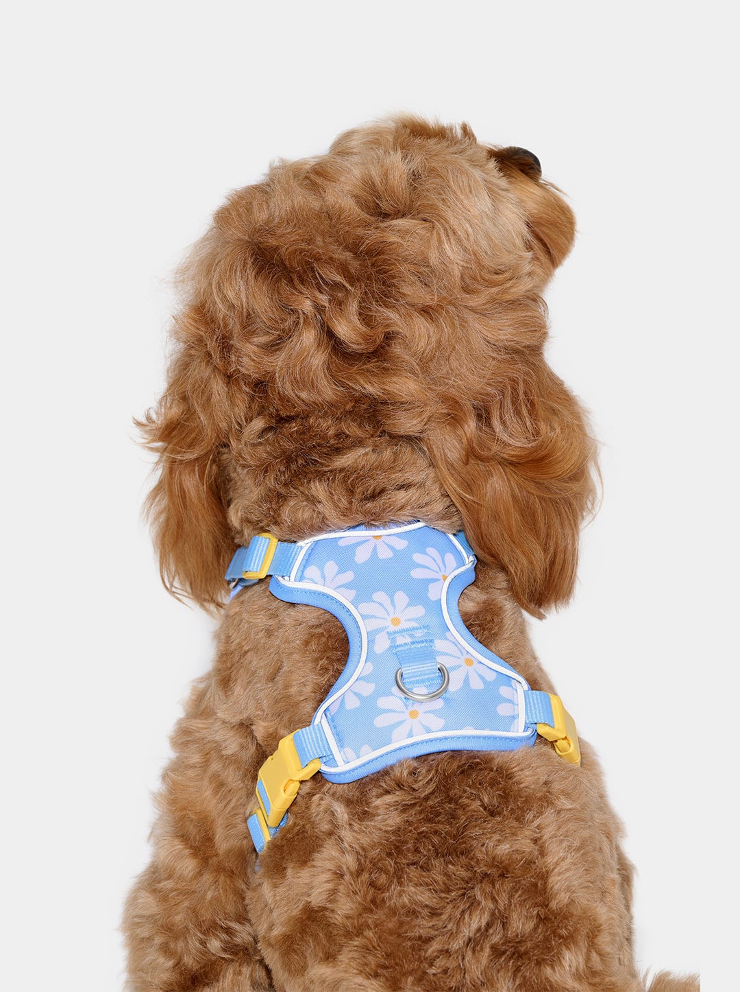 Daisy Pet Harness & Leash Set