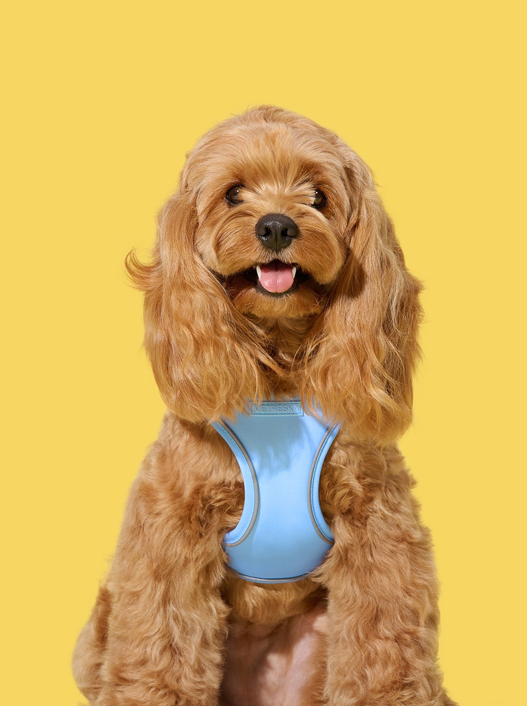 Daisy Pet Harness & Leash Set