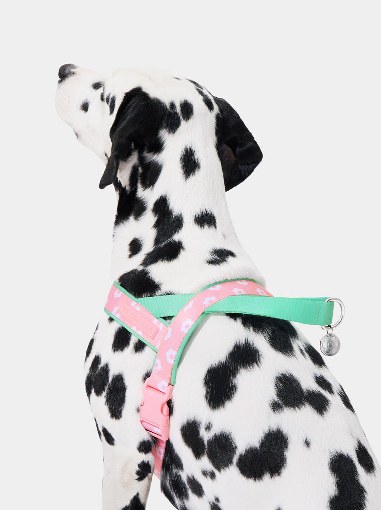 Flora Pet Harness & Leash Set | VETRESKA Official