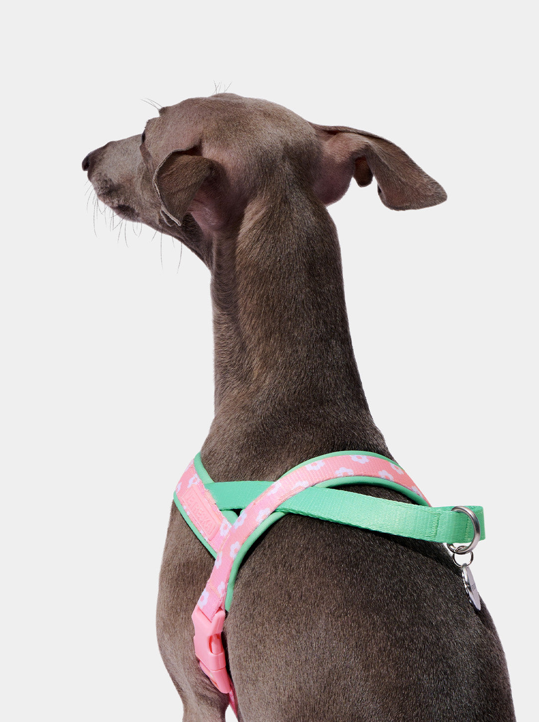 Shop VETRESKA | Flora Pet Harness & Leash Set – VETRESKA Official
