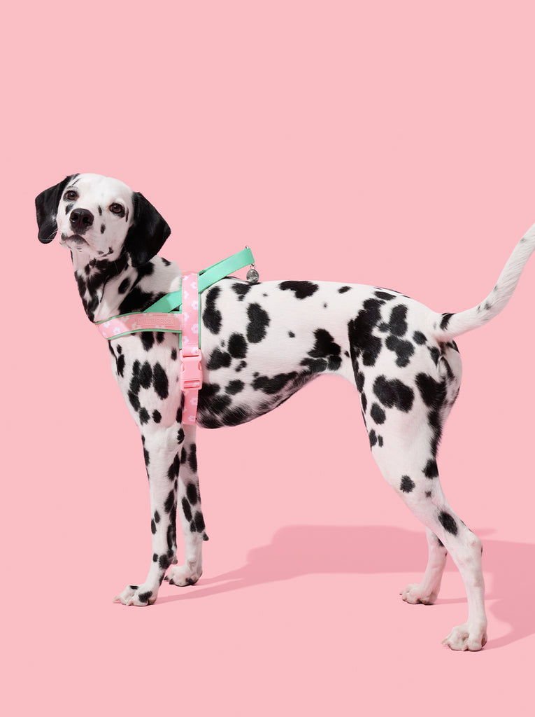 Flora Pet Harness & Leash Set | VETRESKA Official